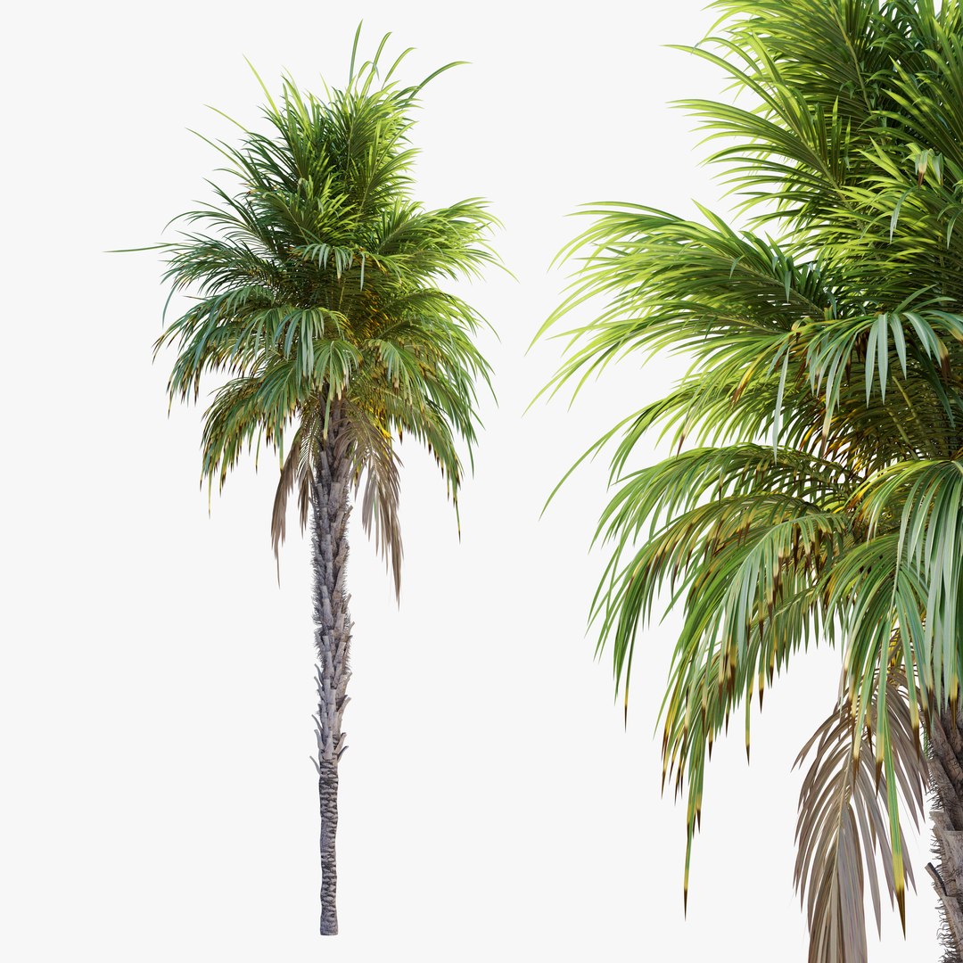 Palm Tree 5 model - TurboSquid 1950352