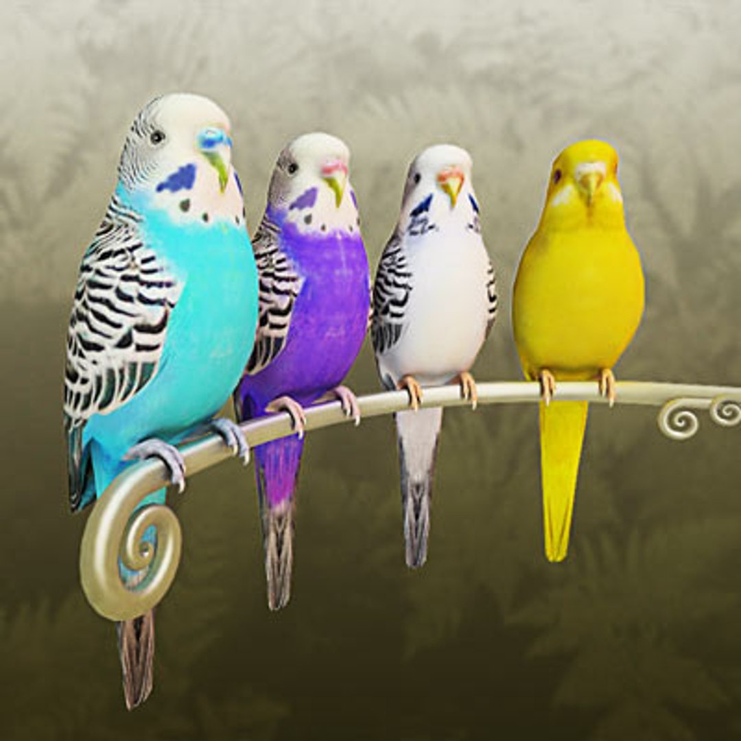 Budgies Birds Parrots 3d Max