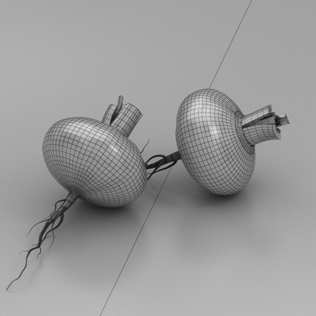 Turnip Vegetable Food 3D Model - TurboSquid 1364772