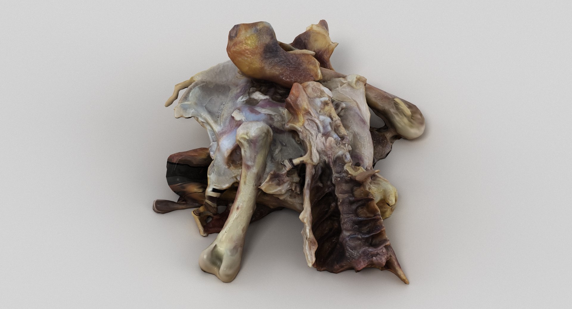 3D Chicken Bones - TurboSquid 1349293