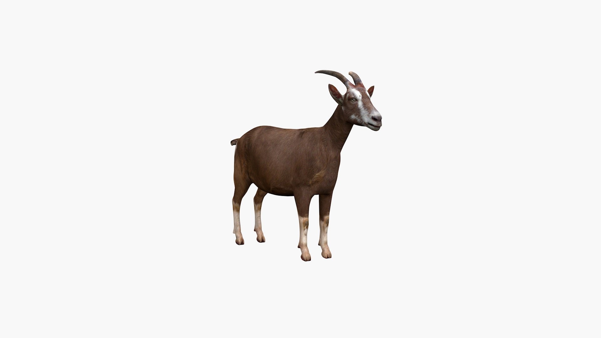 3D Goat Model - TurboSquid 2345676