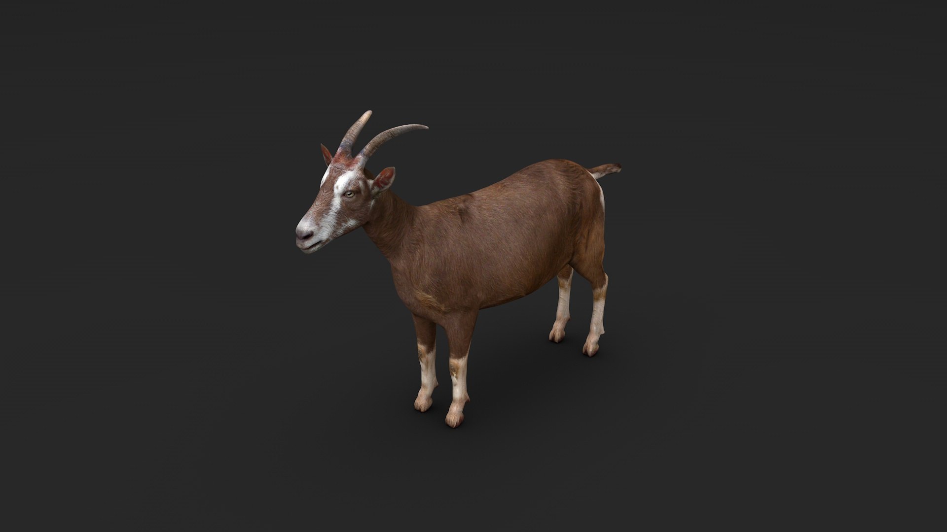 3D Goat Model - TurboSquid 2345676