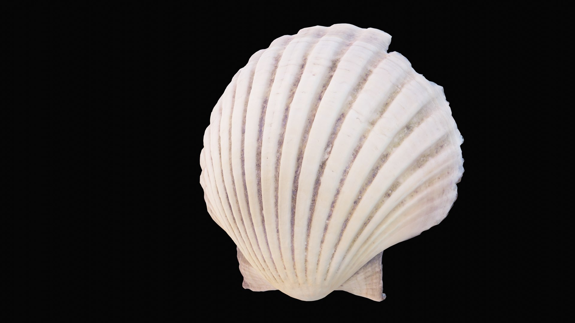 Shell scallop sea 3D model - TurboSquid 1627569
