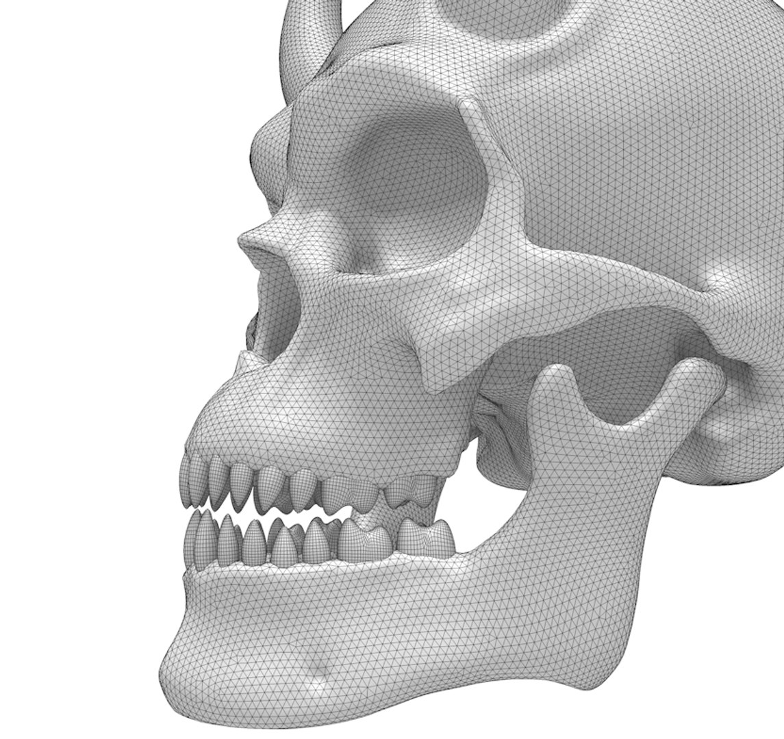 Jaw Skull Model - TurboSquid 1600980