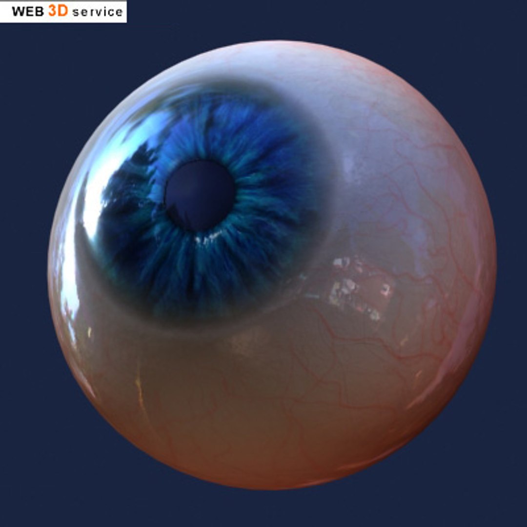 Realistic Human Eye 3d Model