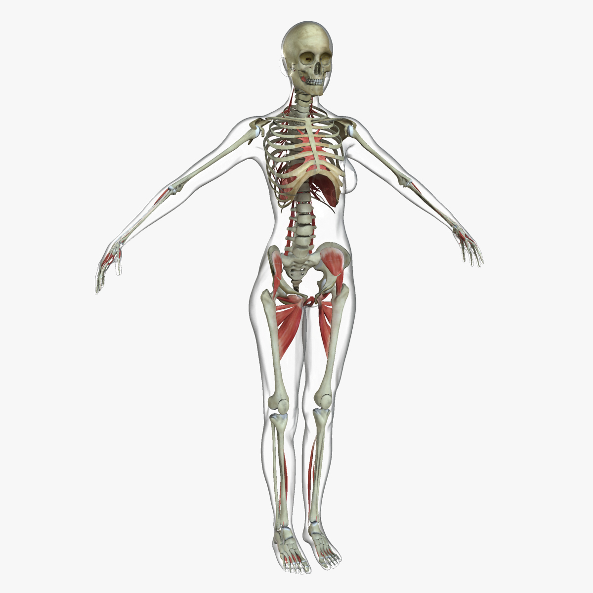 ultimate complete female anatomy 3d obj