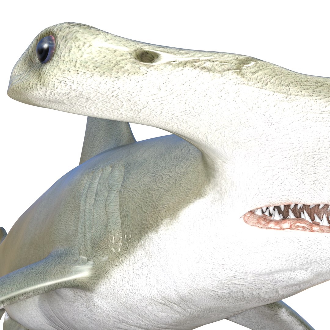 Shark Hammerhead 3D Model - TurboSquid 2082189