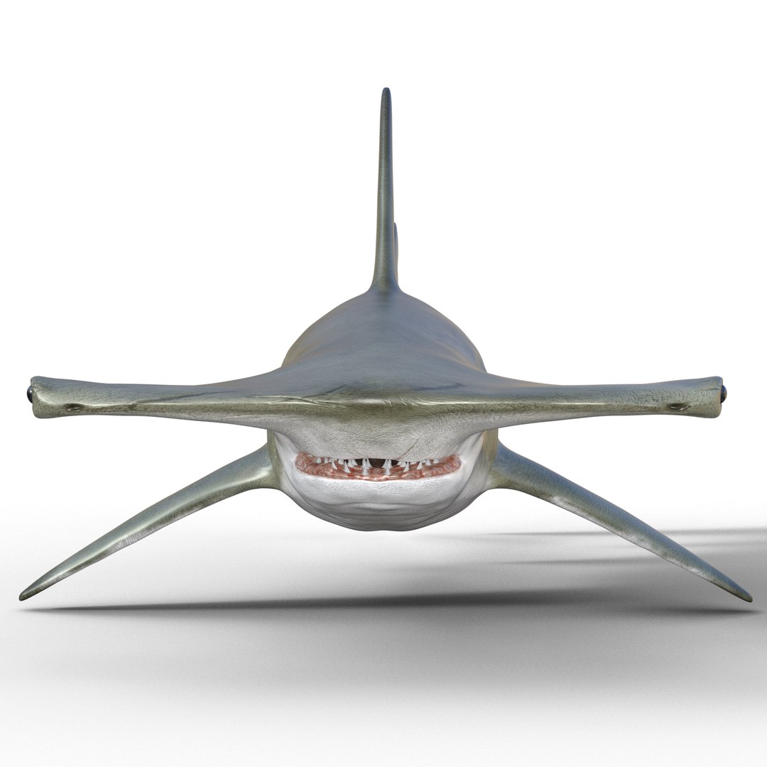 Shark Hammerhead 3D Model - TurboSquid 2082189