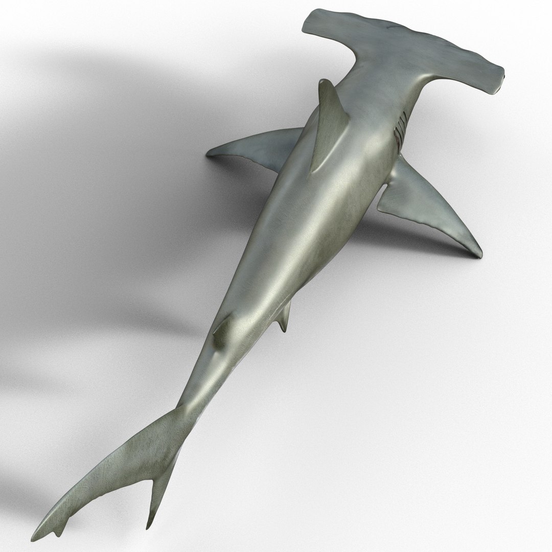 Shark Hammerhead 3D Model - TurboSquid 2082189