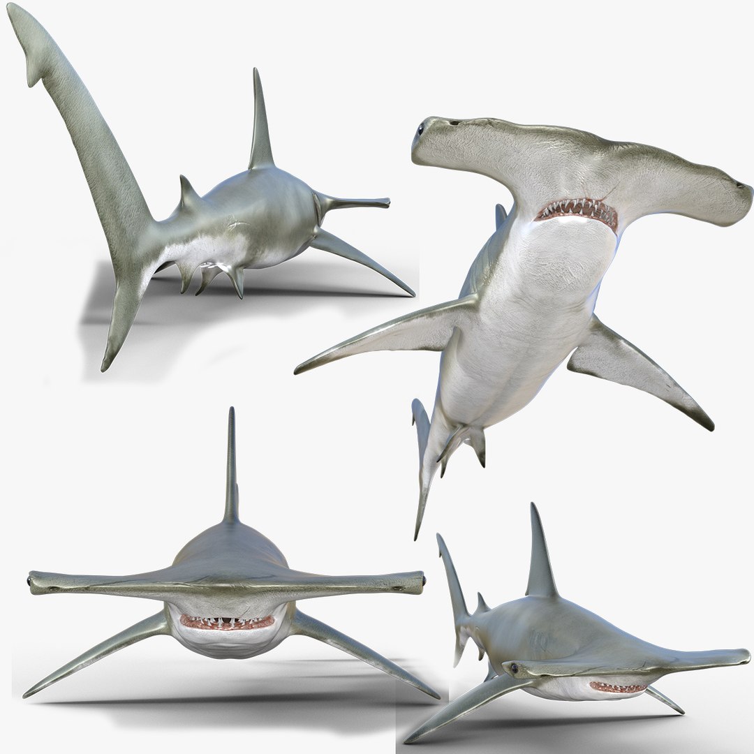 Shark Hammerhead 3D model - TurboSquid 2082189
