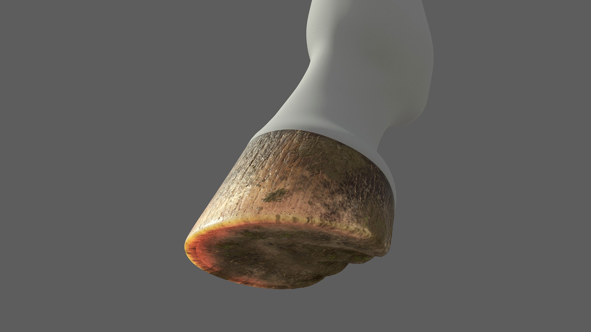 Realistic Horse Hoof 3D Model - TurboSquid 1594857