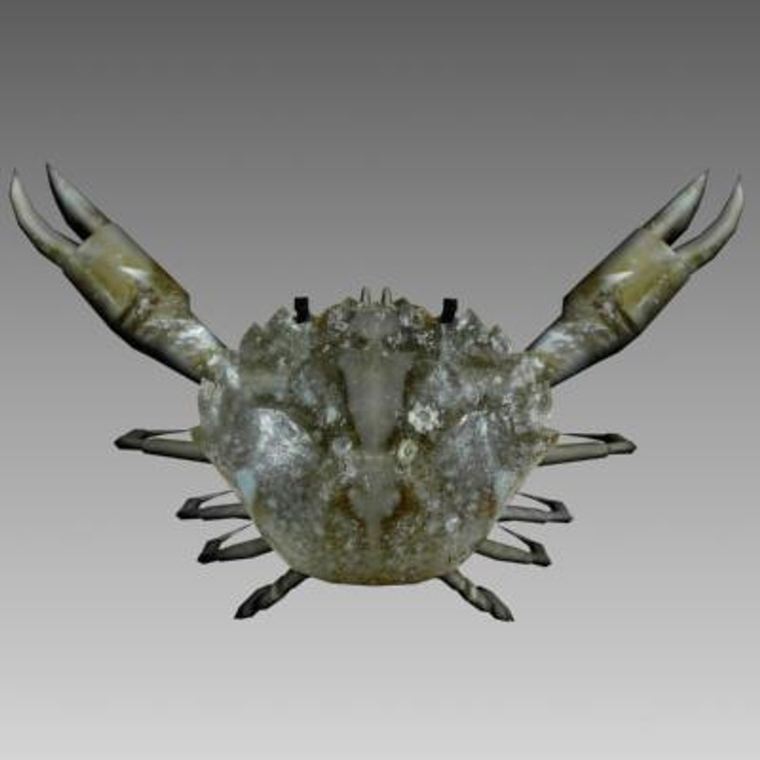 3d Max Sea Animals