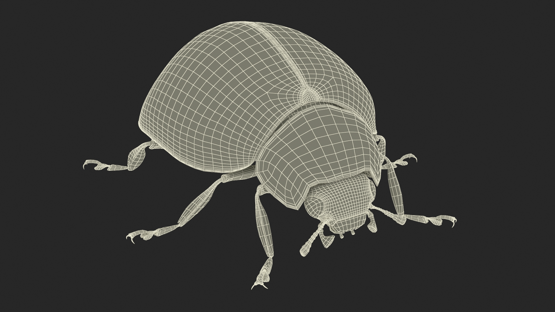Realistic Ladybug Insect 3D Model - TurboSquid 2326775