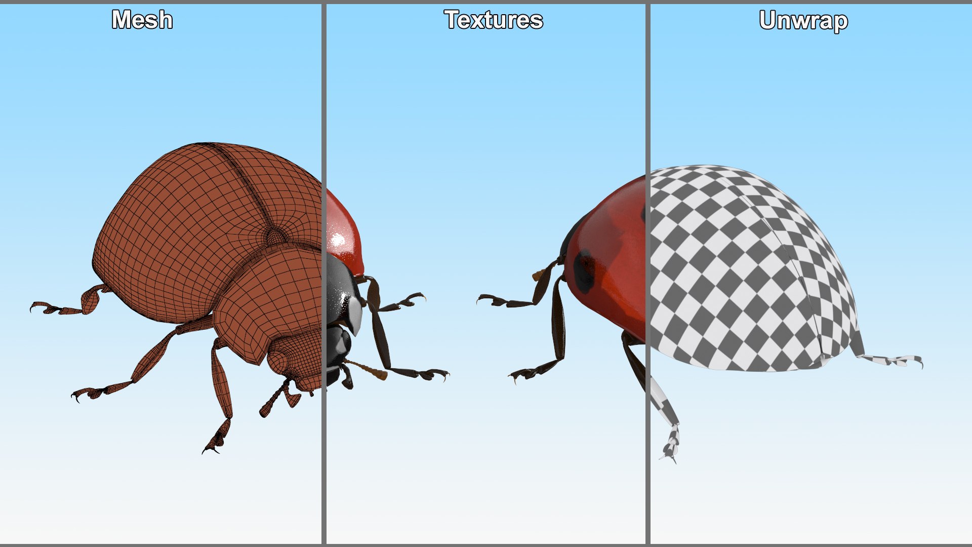 Realistic Ladybug Insect 3D Model - TurboSquid 2326775