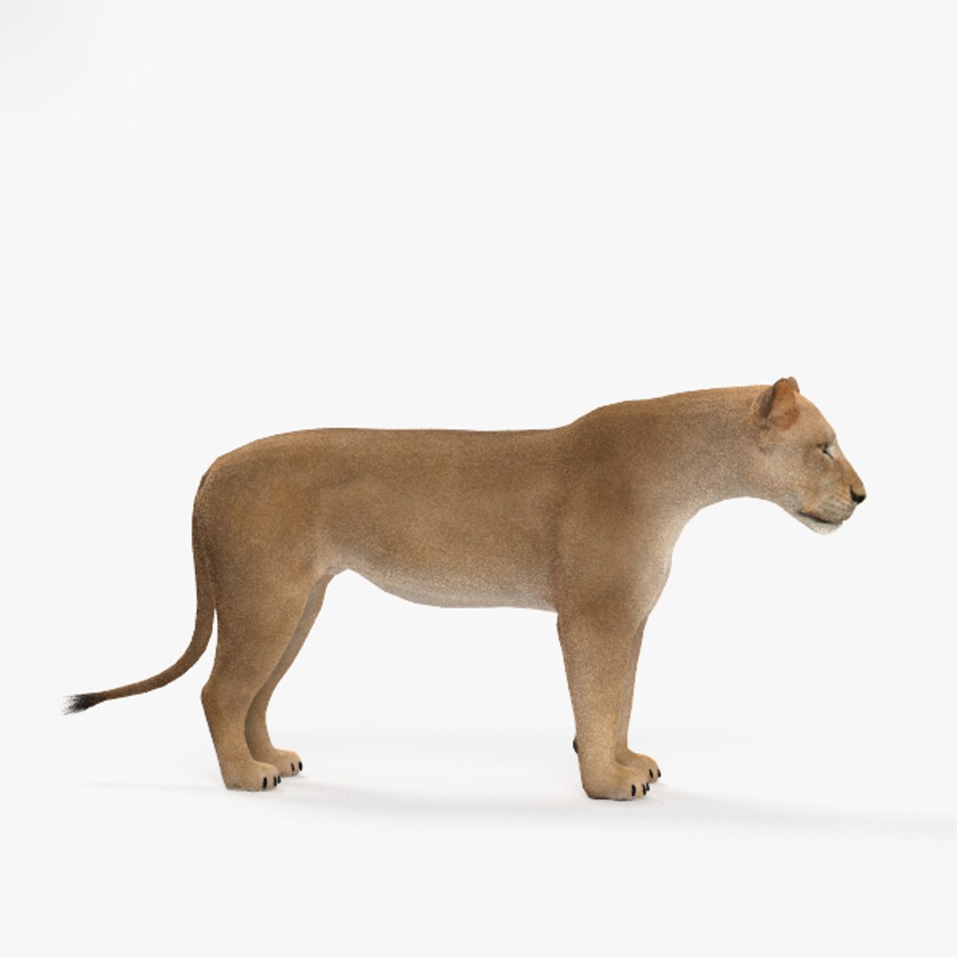 Lioness Lion 3D Model - TurboSquid 1372616