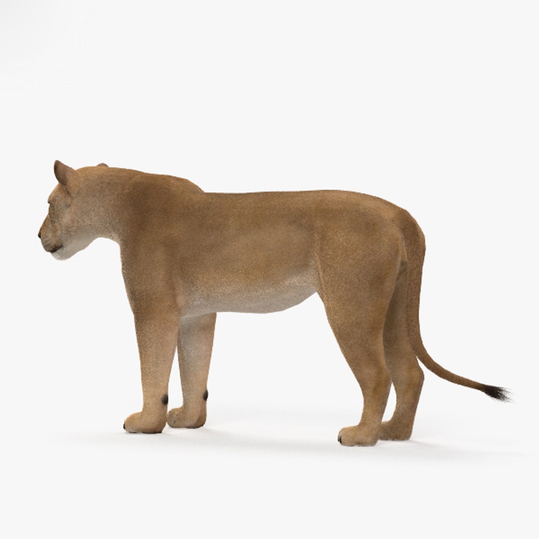 Lioness Lion 3D Model - TurboSquid 1372616