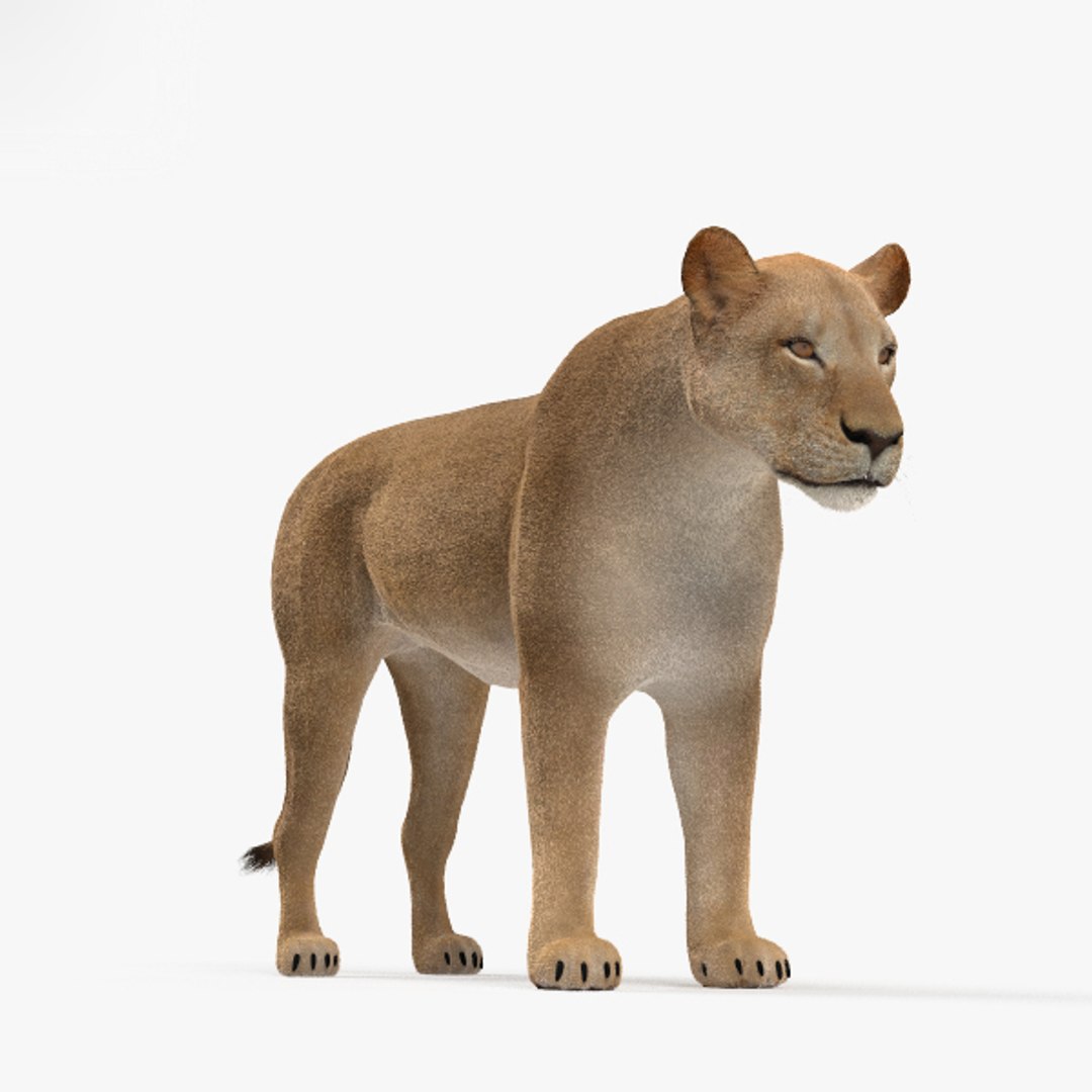 Lioness Lion 3D Model - TurboSquid 1372616