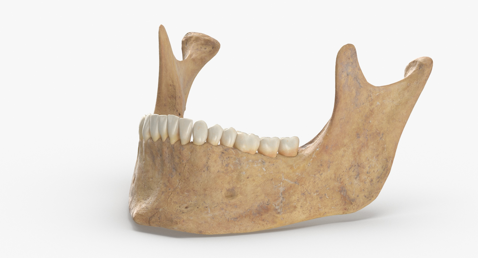 Human Male Jawbones Collection White And Yellow - 2 Models 3D ...