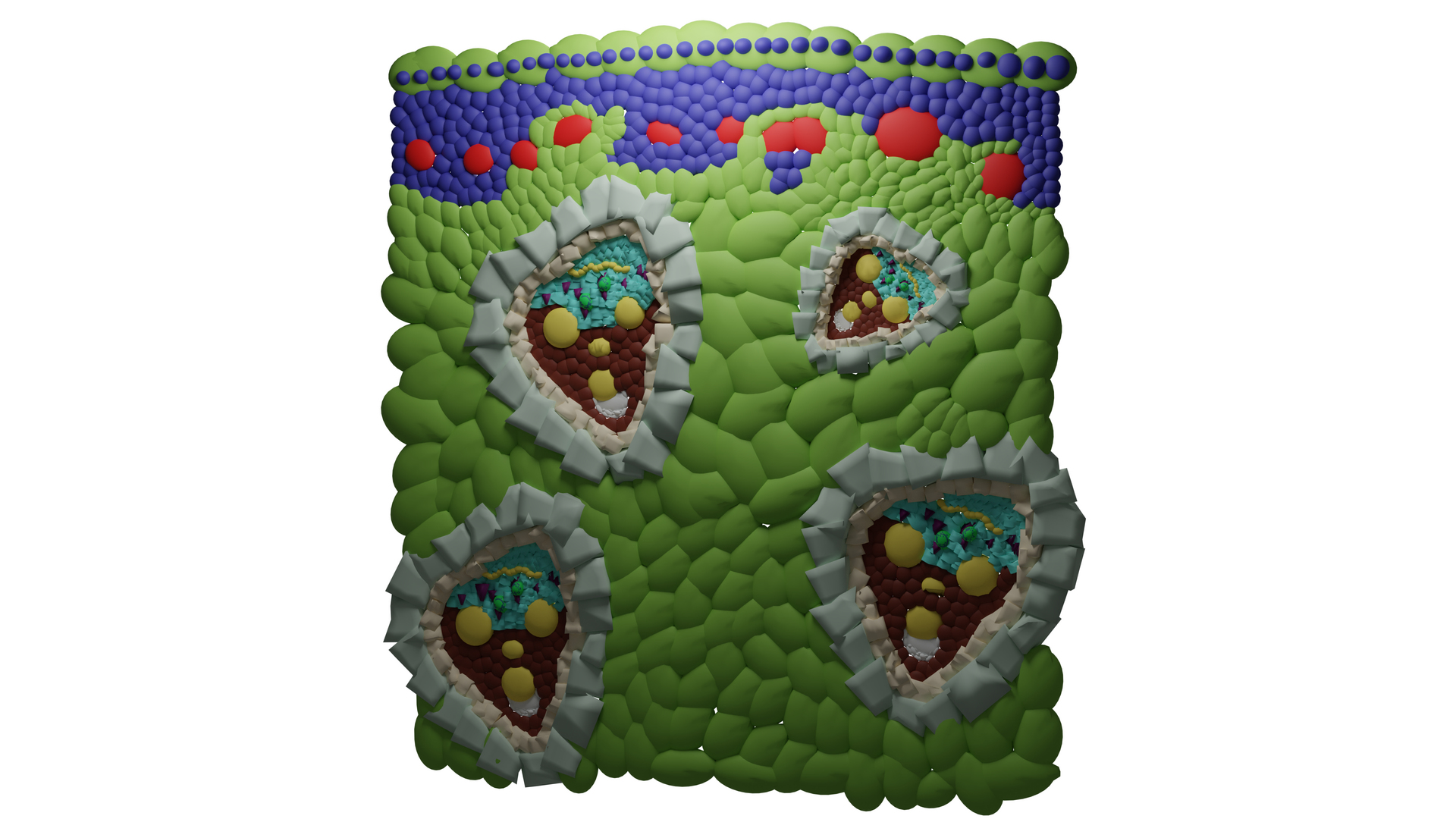 Monocot stem 3D model - TurboSquid 1712202