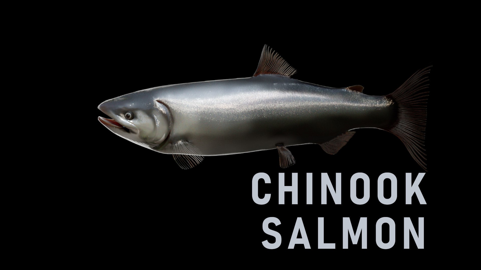 Animated Freshwater Fish 3D - TurboSquid 2156323