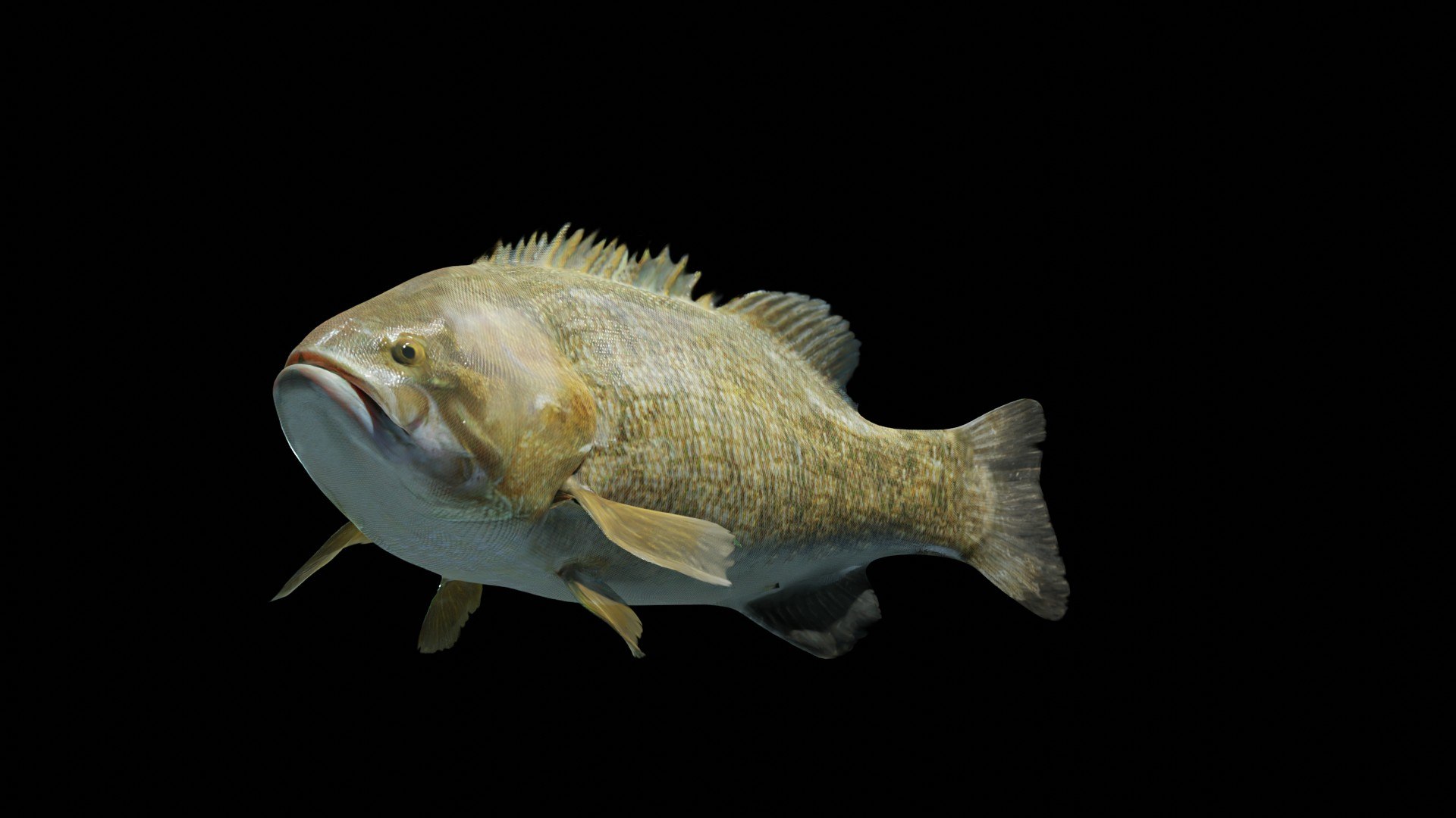 Animated Freshwater Fish 3D - TurboSquid 2156323