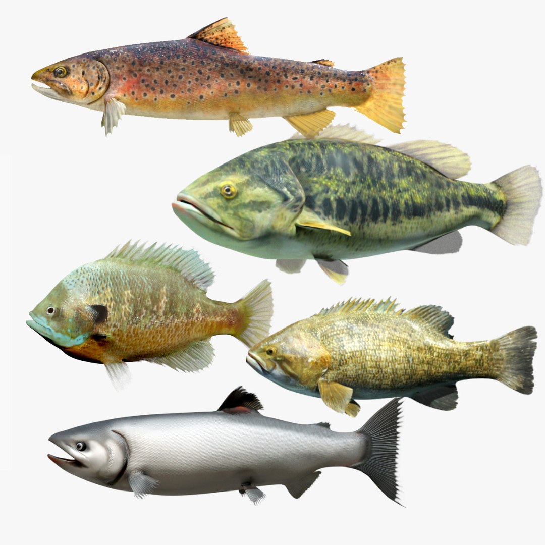 Animated Freshwater Fish 3D - TurboSquid 2156323