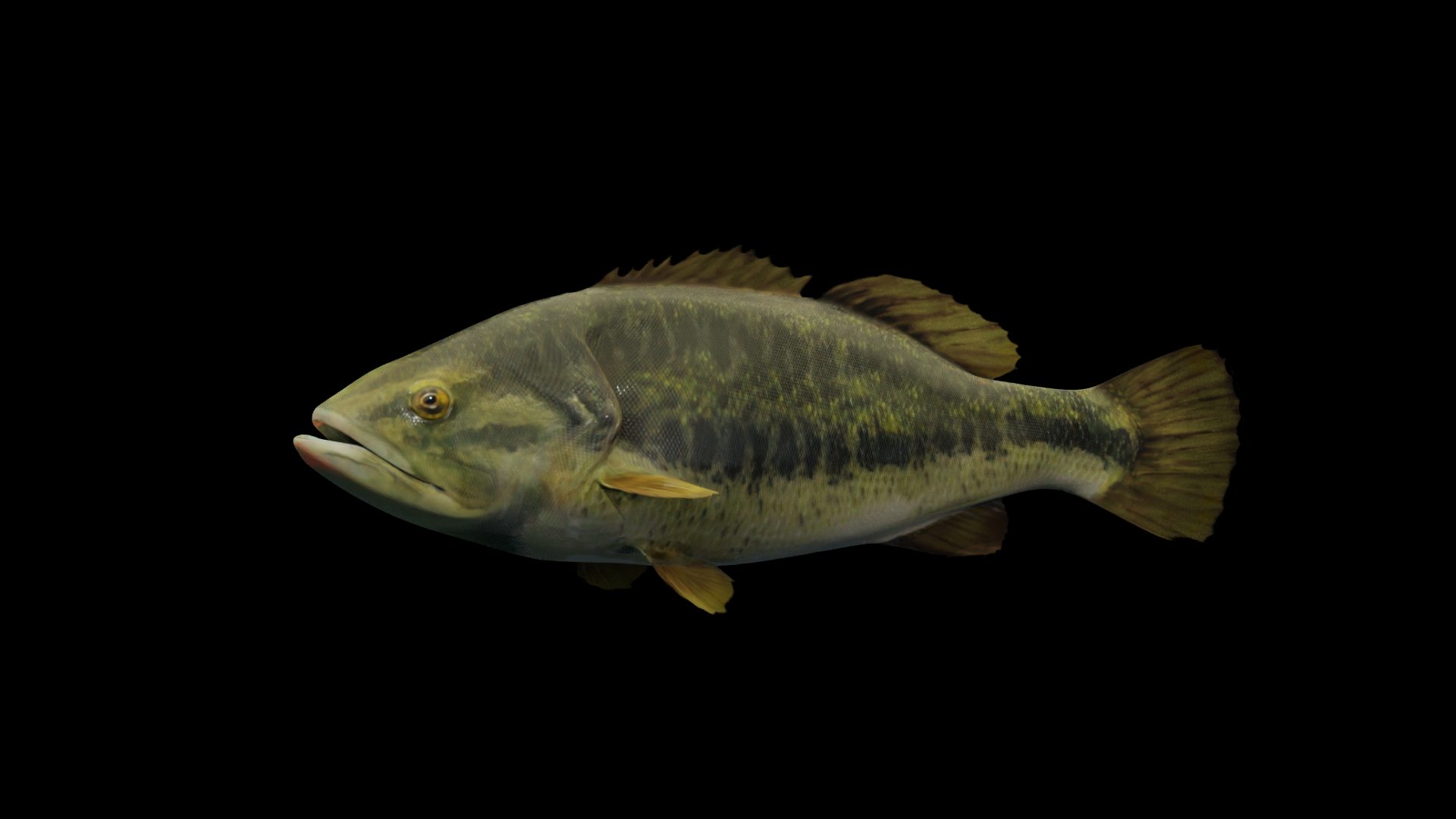 Animated Freshwater Fish 3D - TurboSquid 2156323