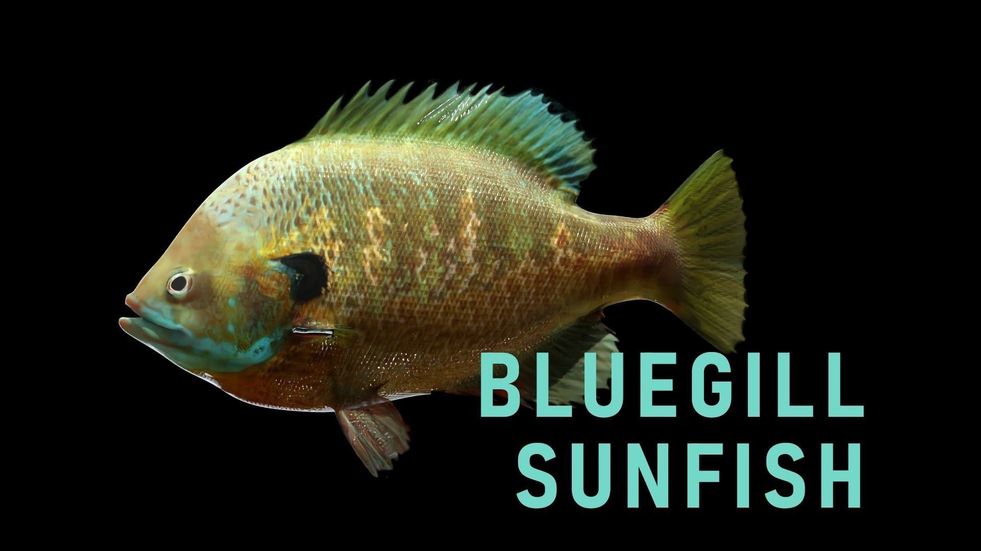 Animated Freshwater Fish 3D - TurboSquid 2156323