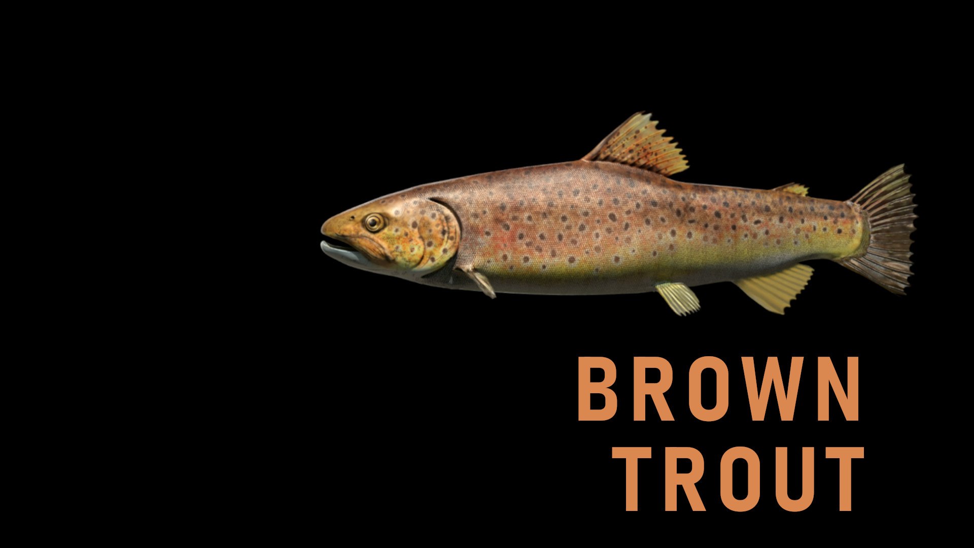 Animated Freshwater Fish 3D - TurboSquid 2156323