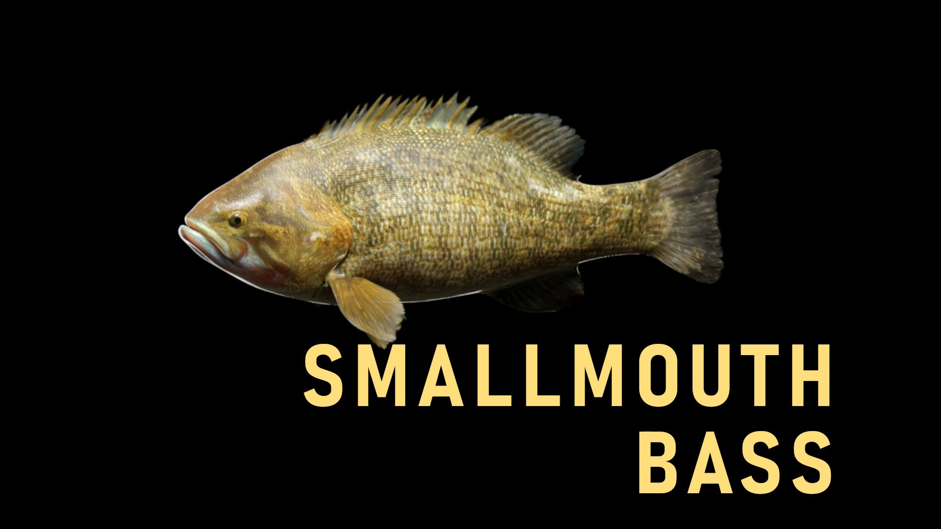 Animated Freshwater Fish 3D - TurboSquid 2156323