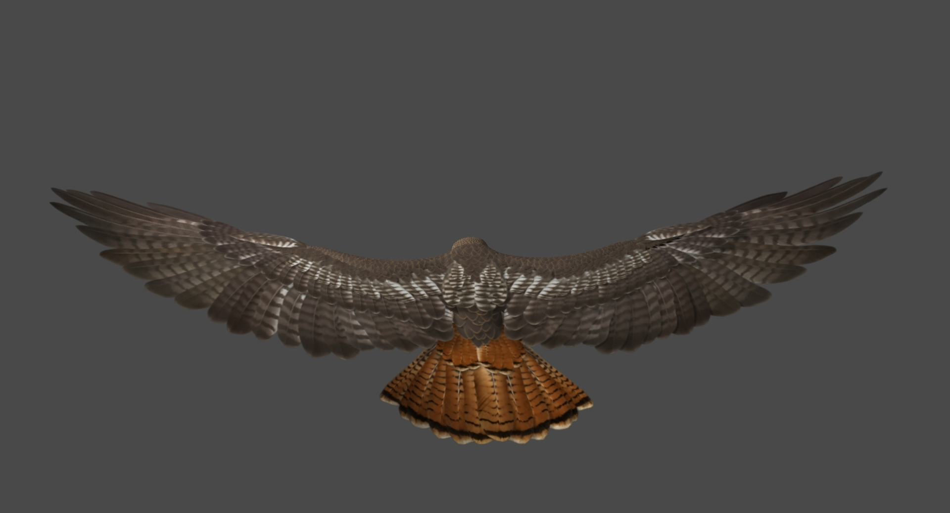 Red-tailed Hawk Animation Tail Model - TurboSquid 1220302