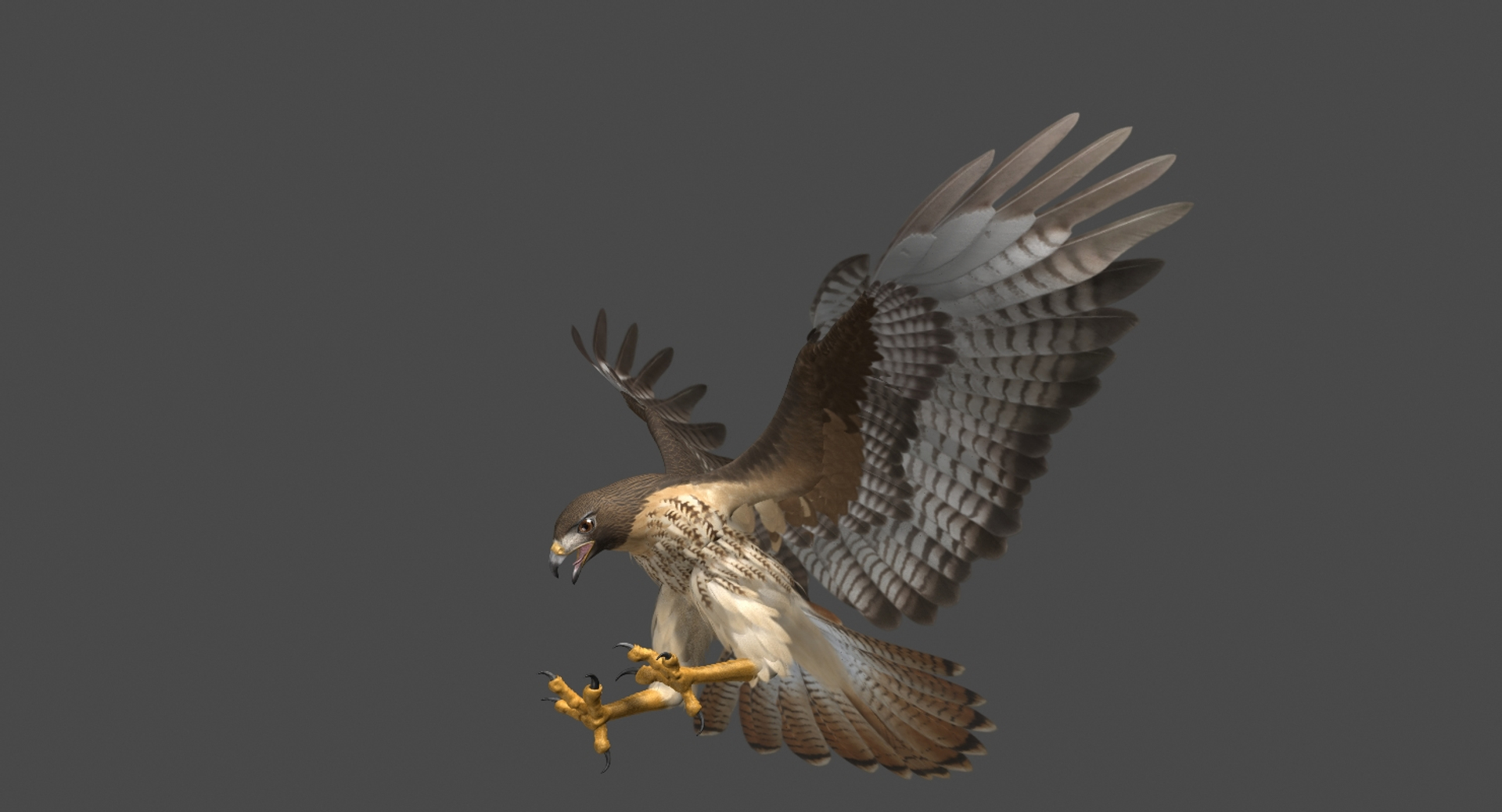 Red-tailed Hawk Animation Tail Model - TurboSquid 1220302