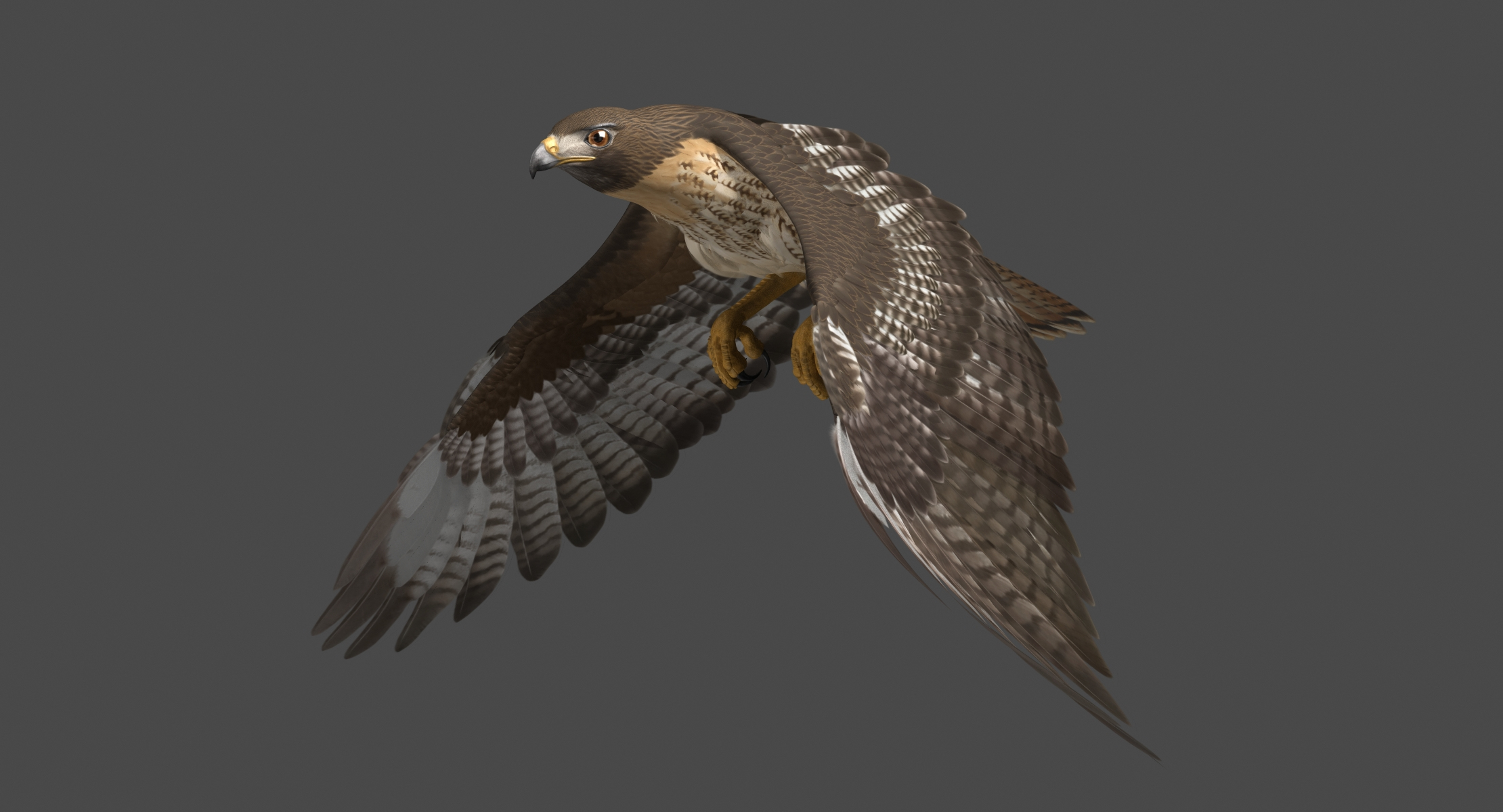 Red-tailed hawk animation tail model - TurboSquid 1220302