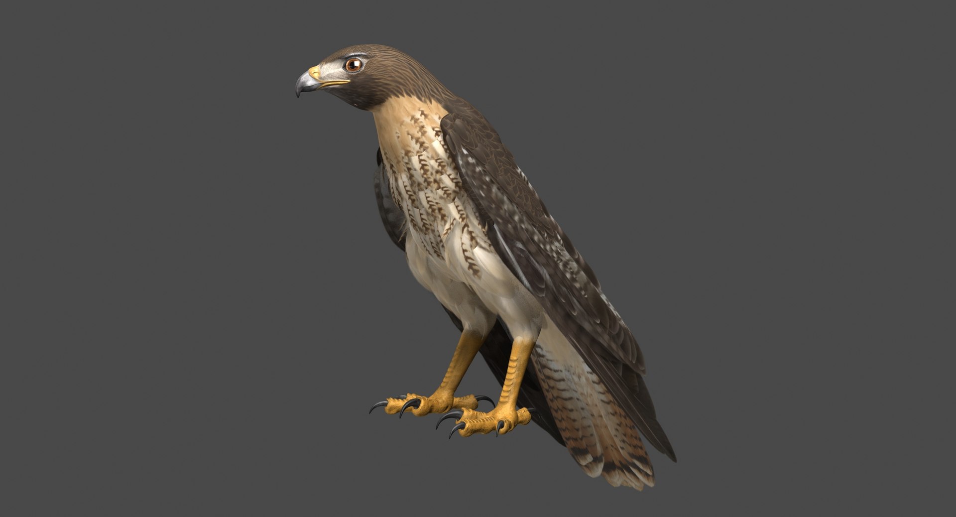 Red-tailed Hawk Animation Tail Model - TurboSquid 1220302
