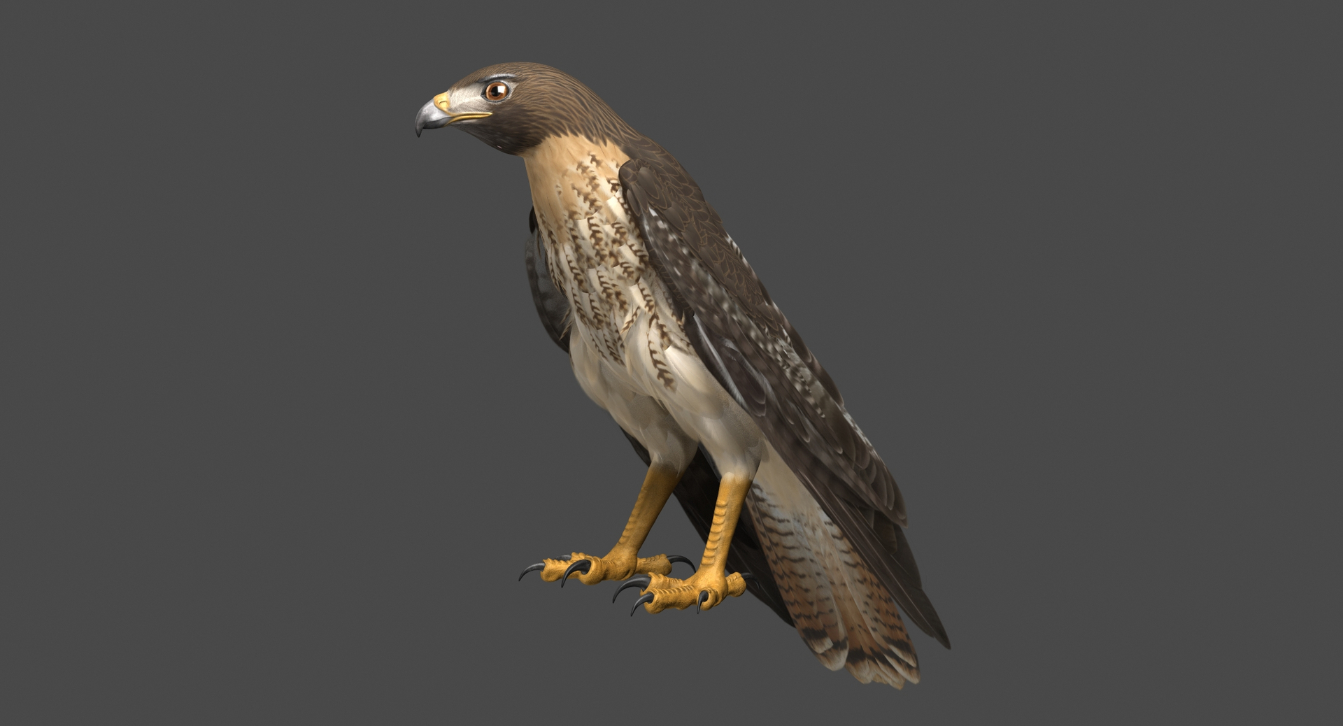 Red-tailed hawk animation tail model - TurboSquid 1220302