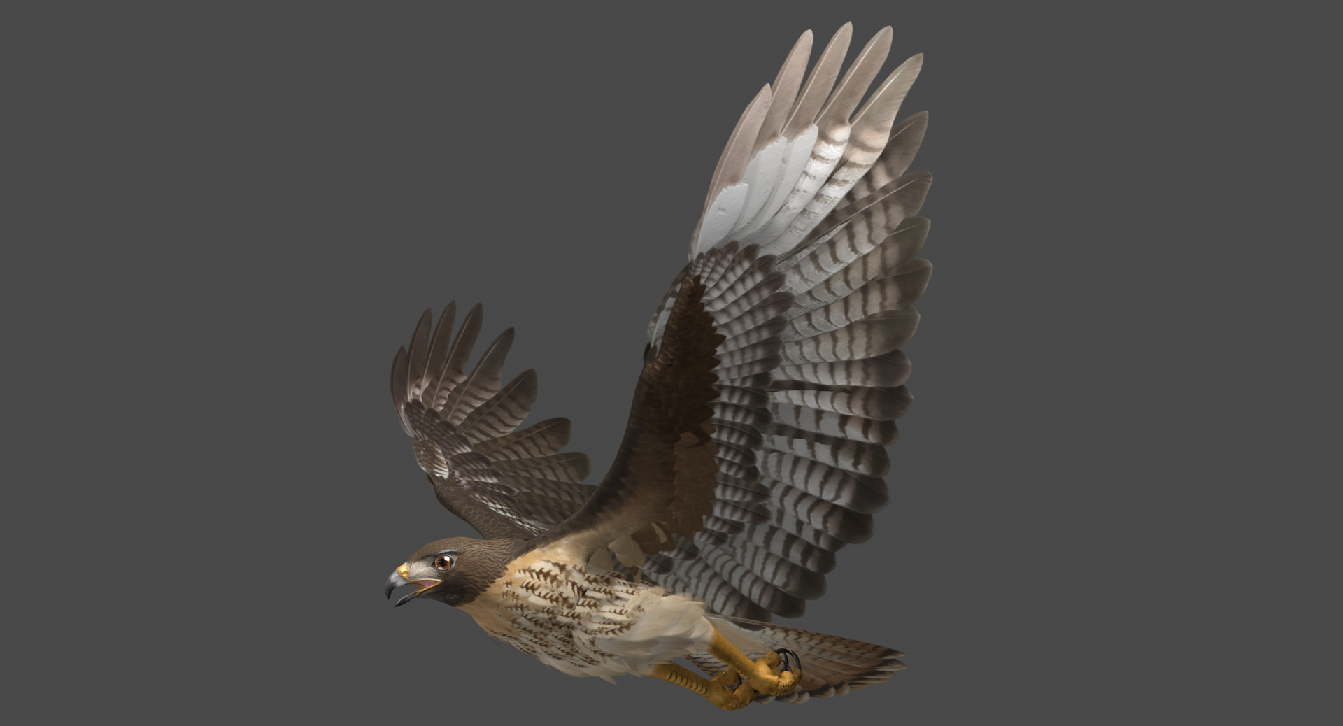 Red-tailed hawk animation tail model - TurboSquid 1220302
