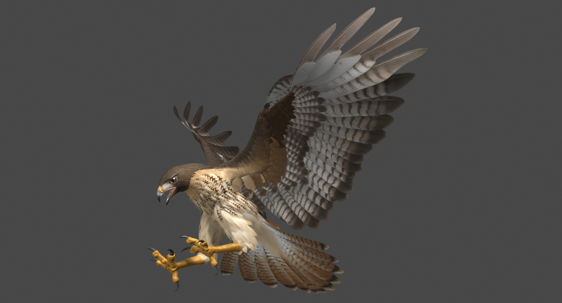 Red-tailed hawk animation tail model - TurboSquid 1220302