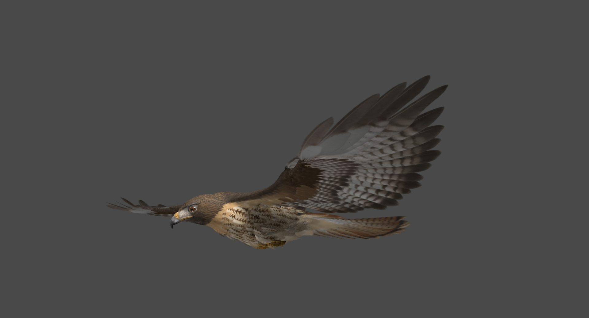 Red-tailed Hawk Animation Tail Model - TurboSquid 1220302