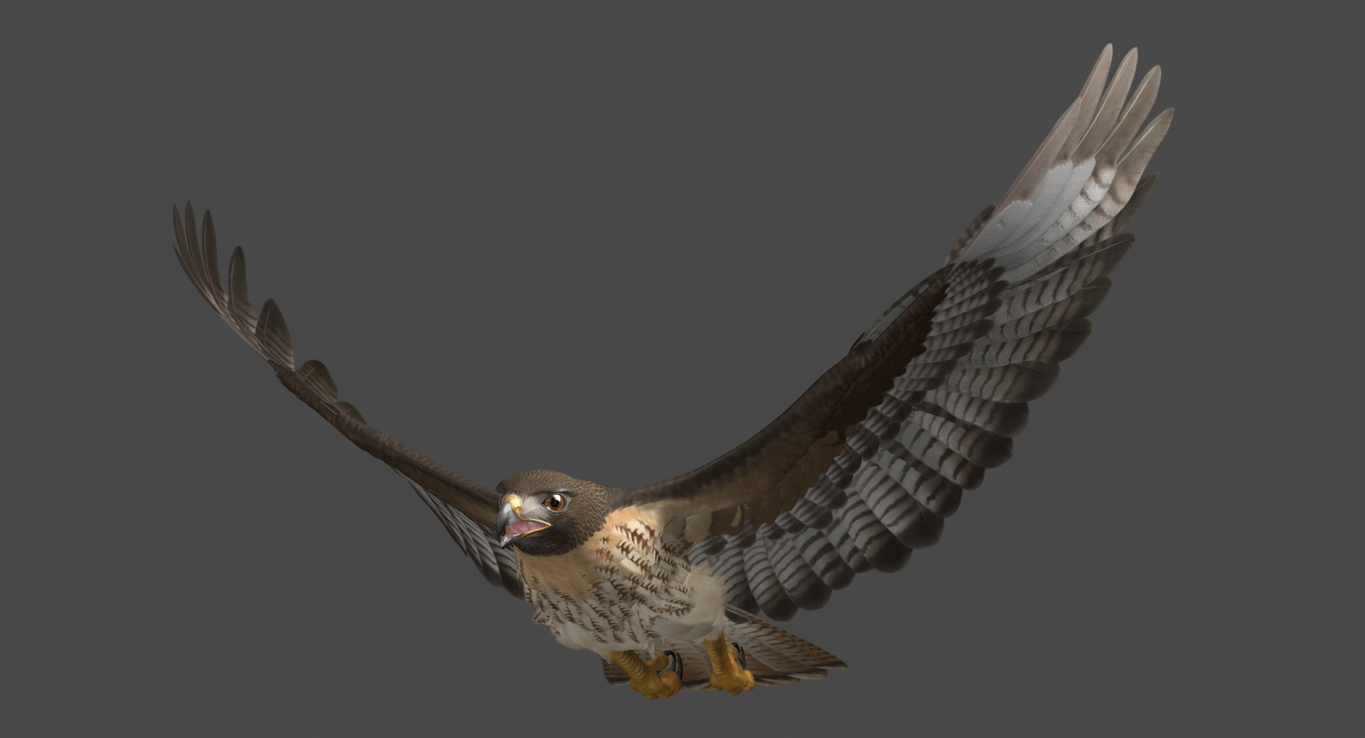 Red-tailed hawk animation tail model - TurboSquid 1220302