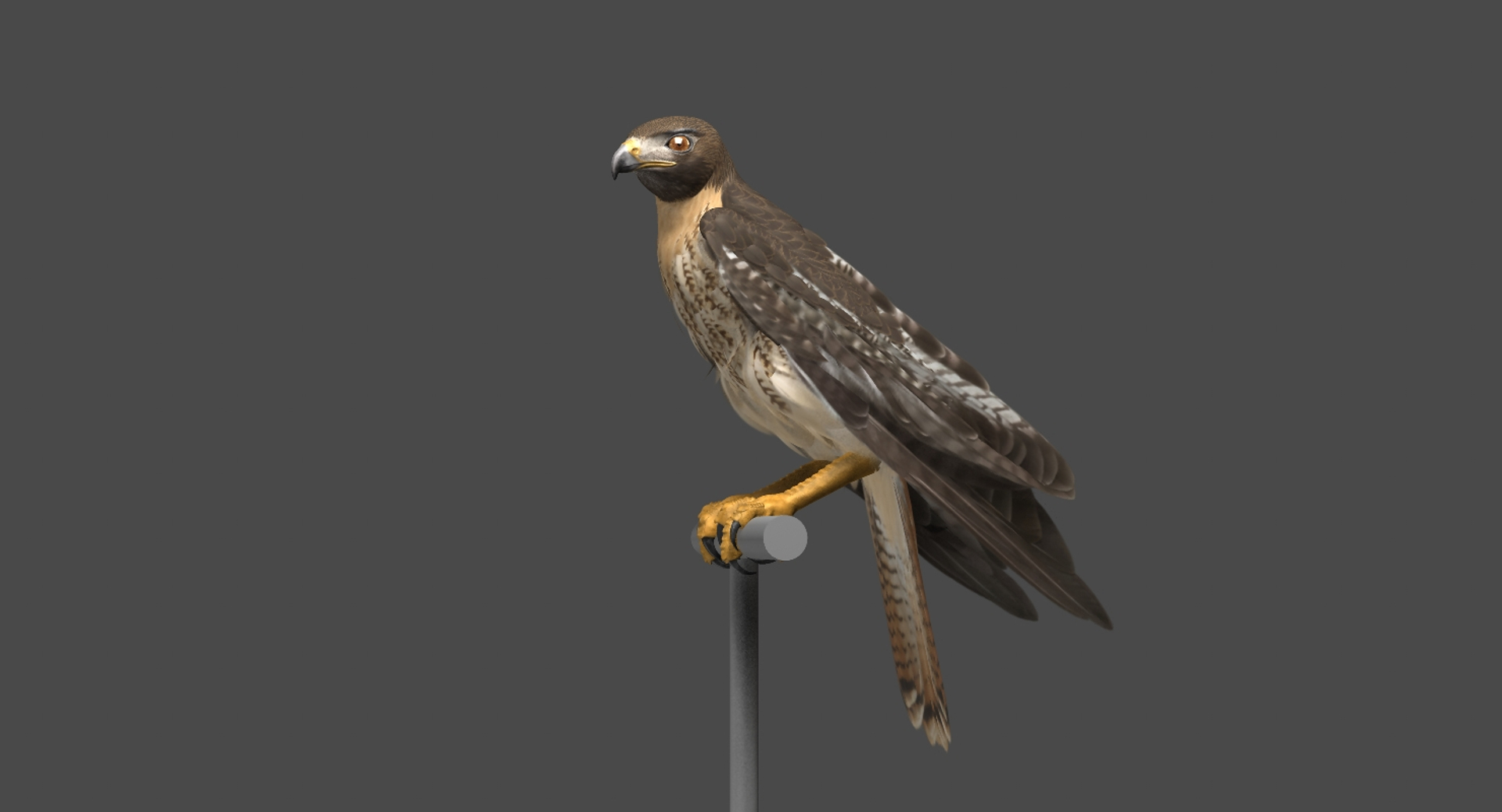 Red-tailed Hawk Animation Tail Model - TurboSquid 1220302