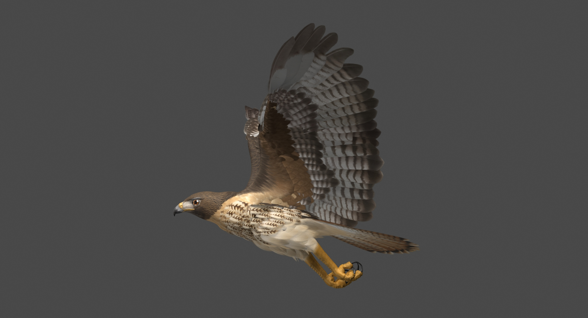 Red-tailed hawk animation tail model - TurboSquid 1220302