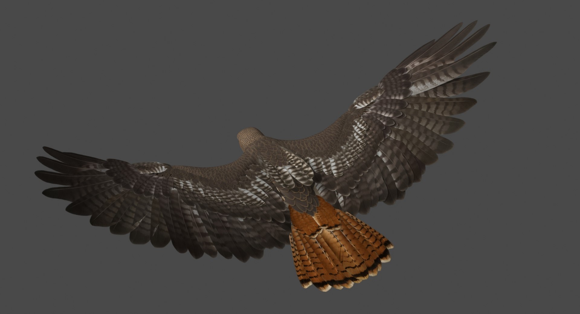 Red-tailed hawk animation tail model - TurboSquid 1220302