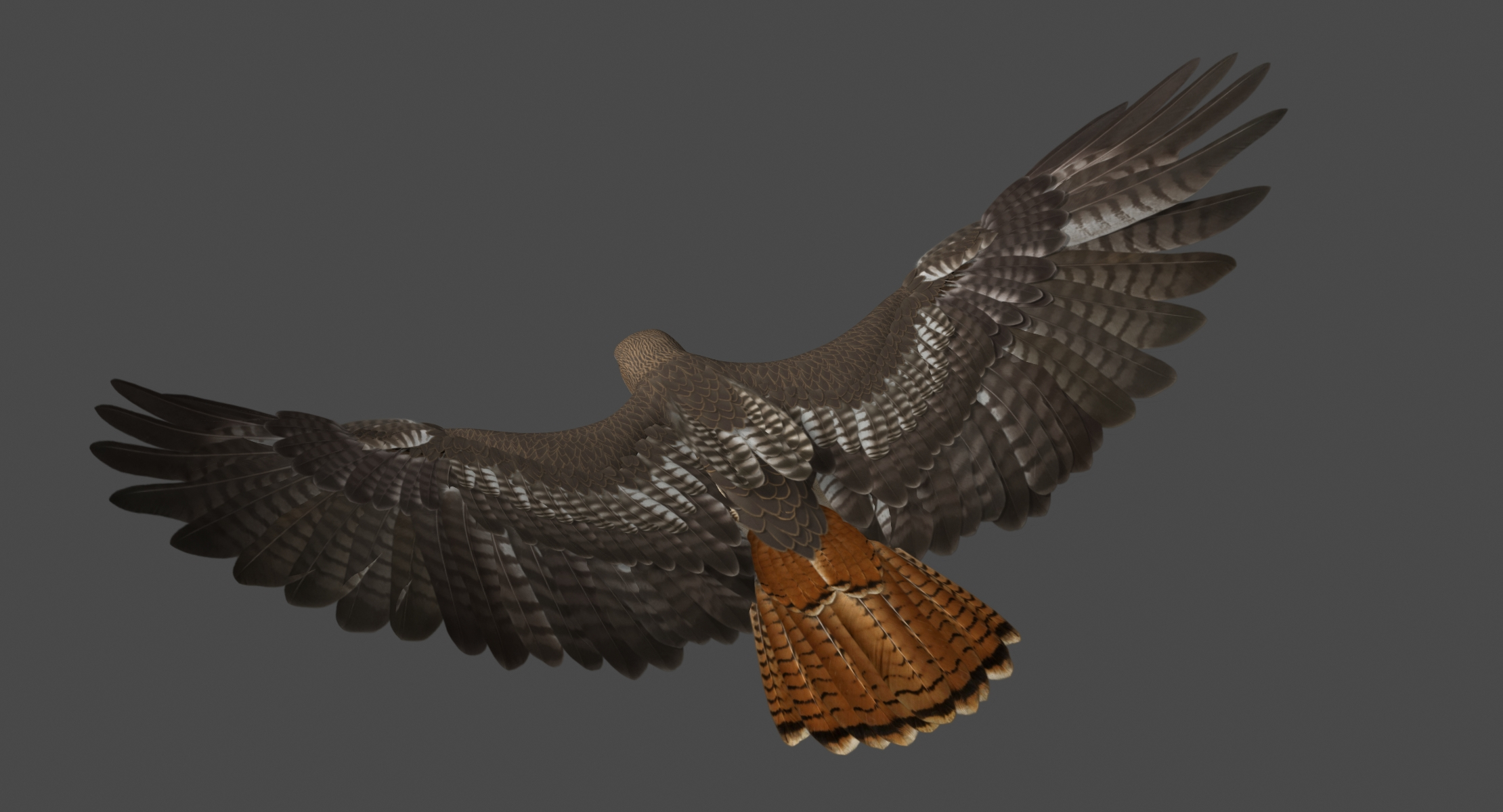 Red-tailed hawk animation tail model - TurboSquid 1220302