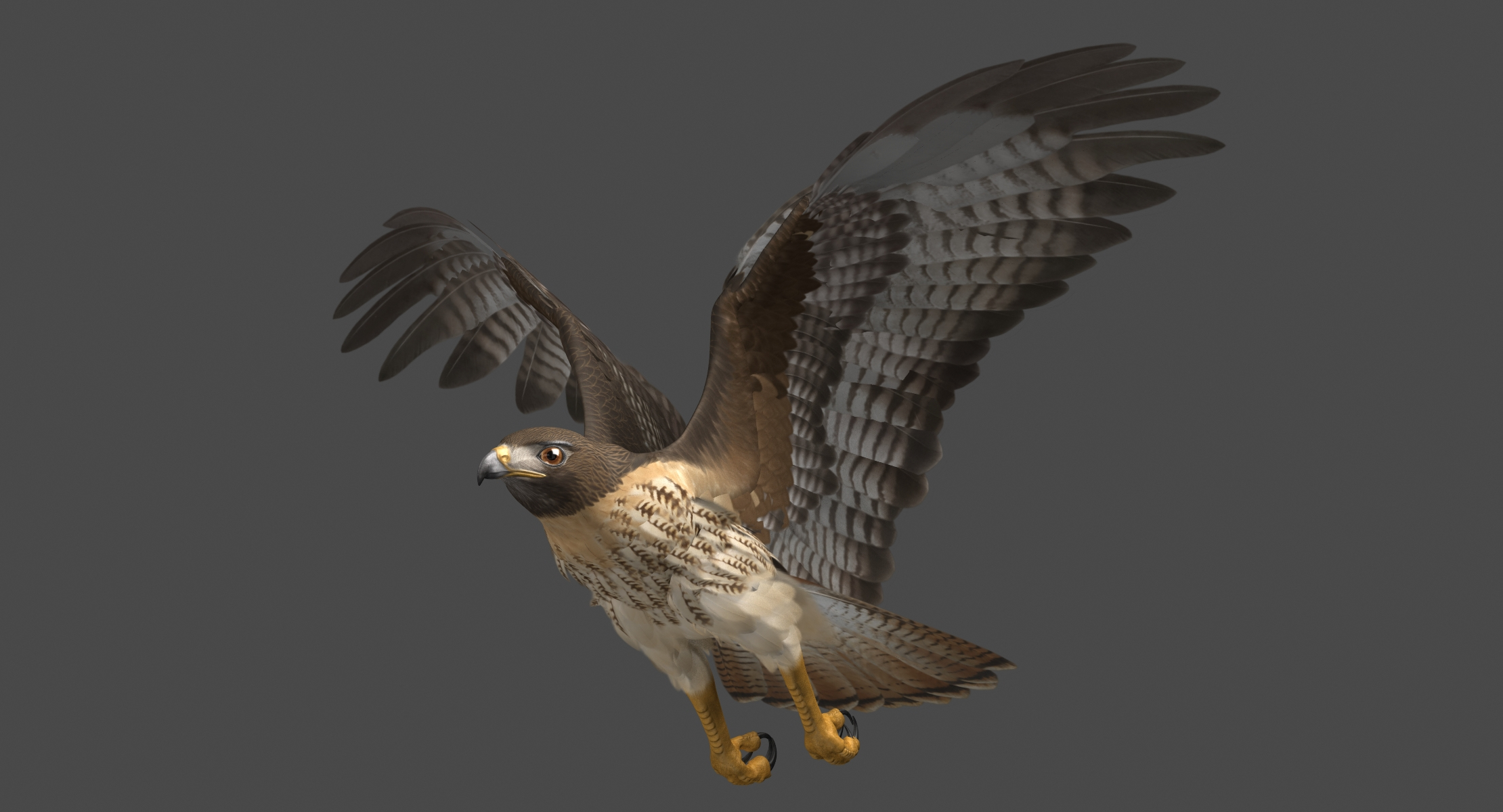 Red-tailed hawk animation tail model - TurboSquid 1220302
