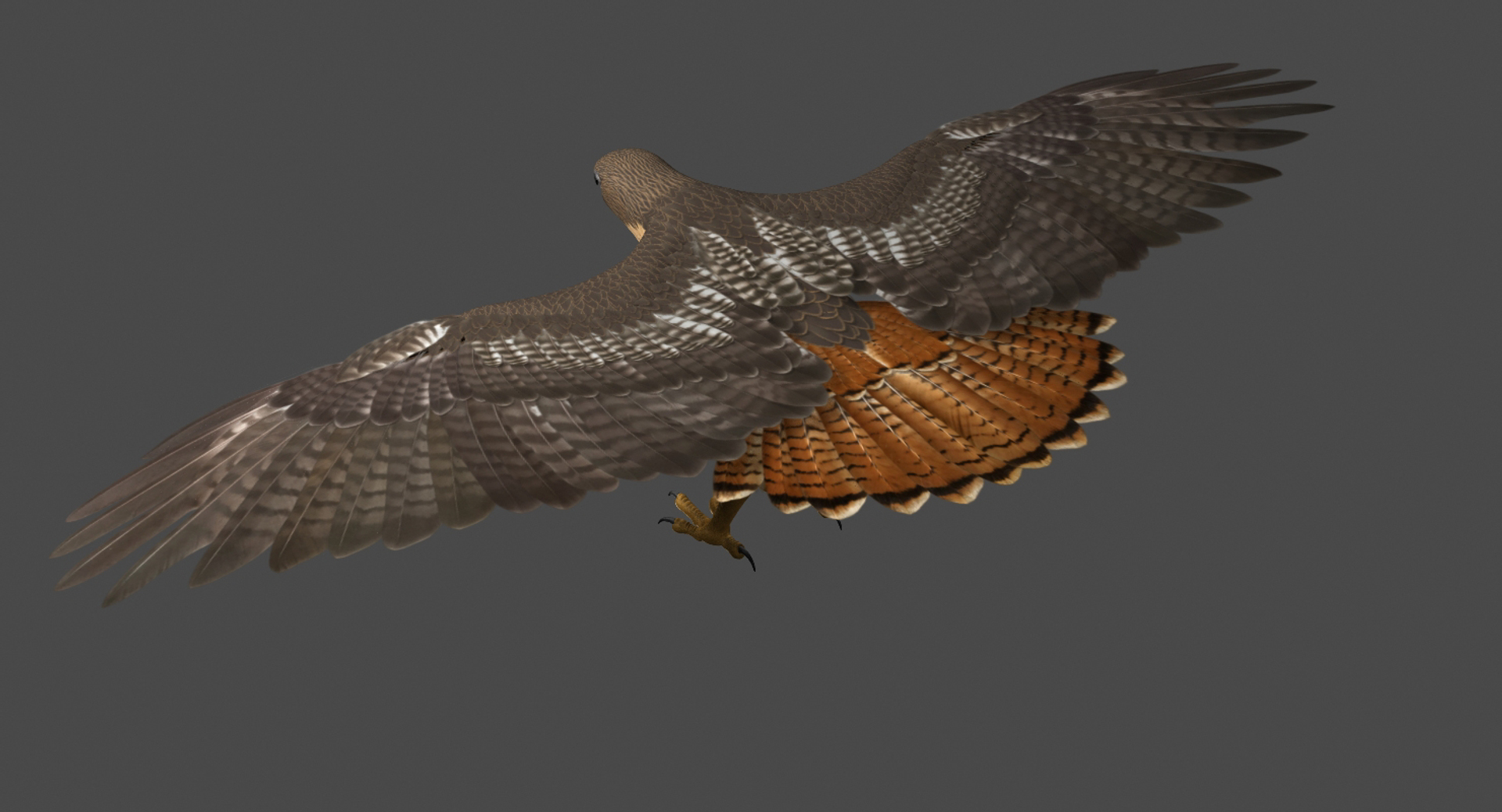 Red-tailed Hawk Animation Tail Model - TurboSquid 1220302