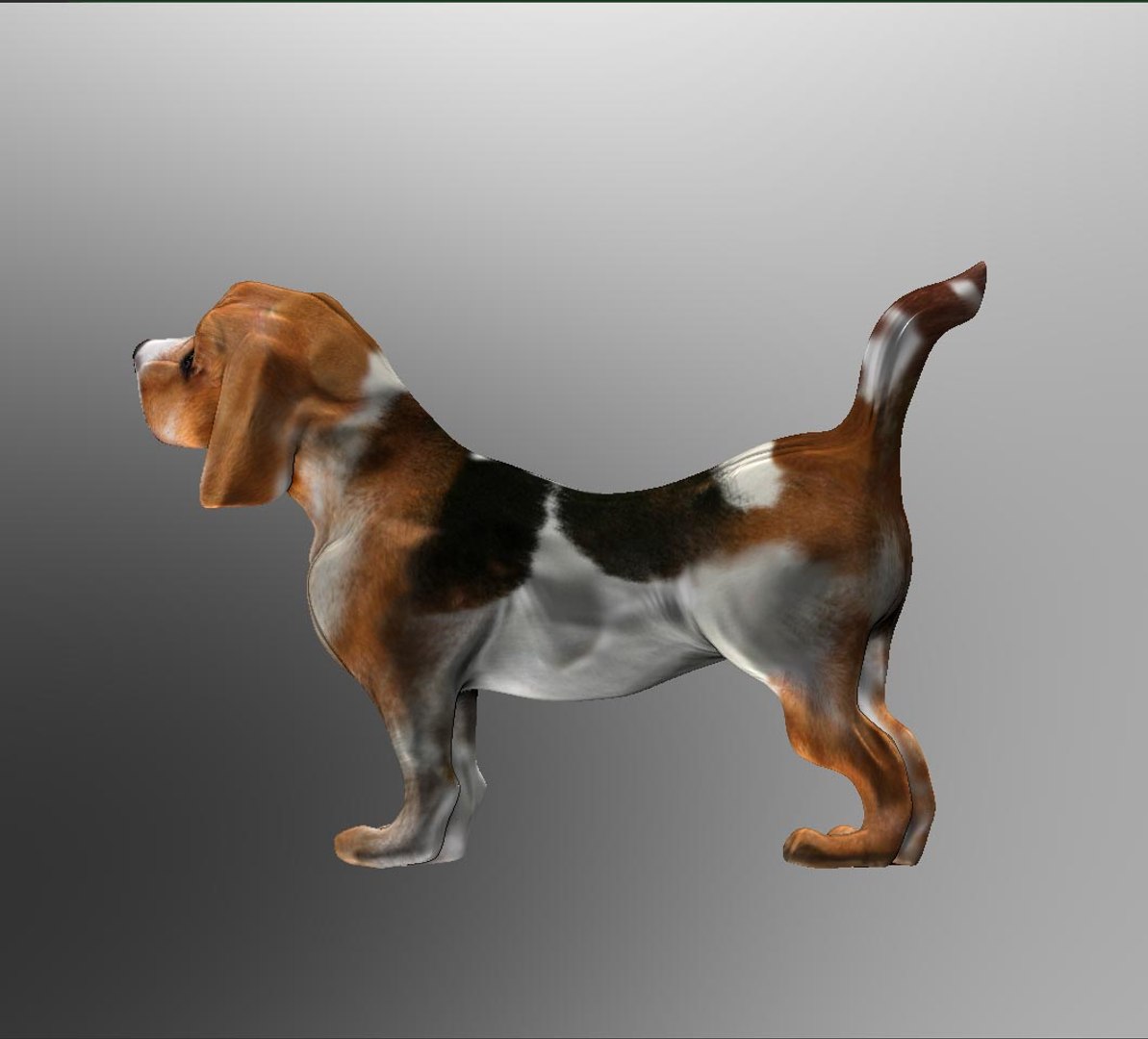 3d beagle dog model