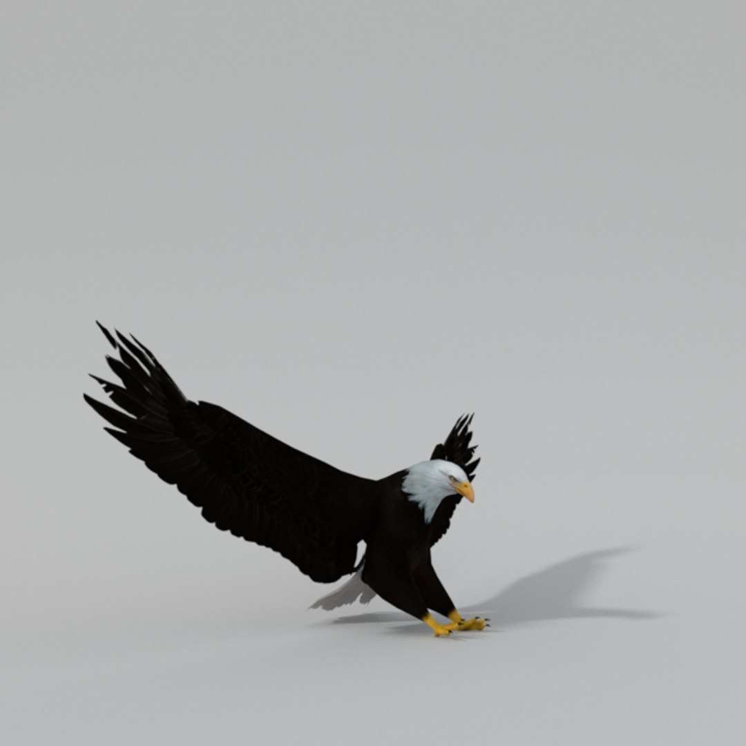3D Bald Eagle - TurboSquid 1313520