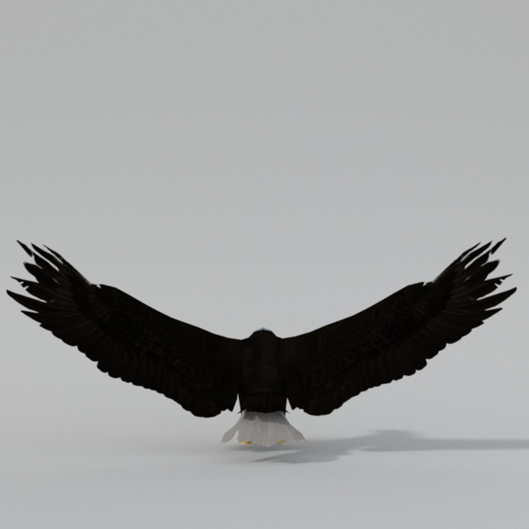 3D Bald Eagle - TurboSquid 1313520