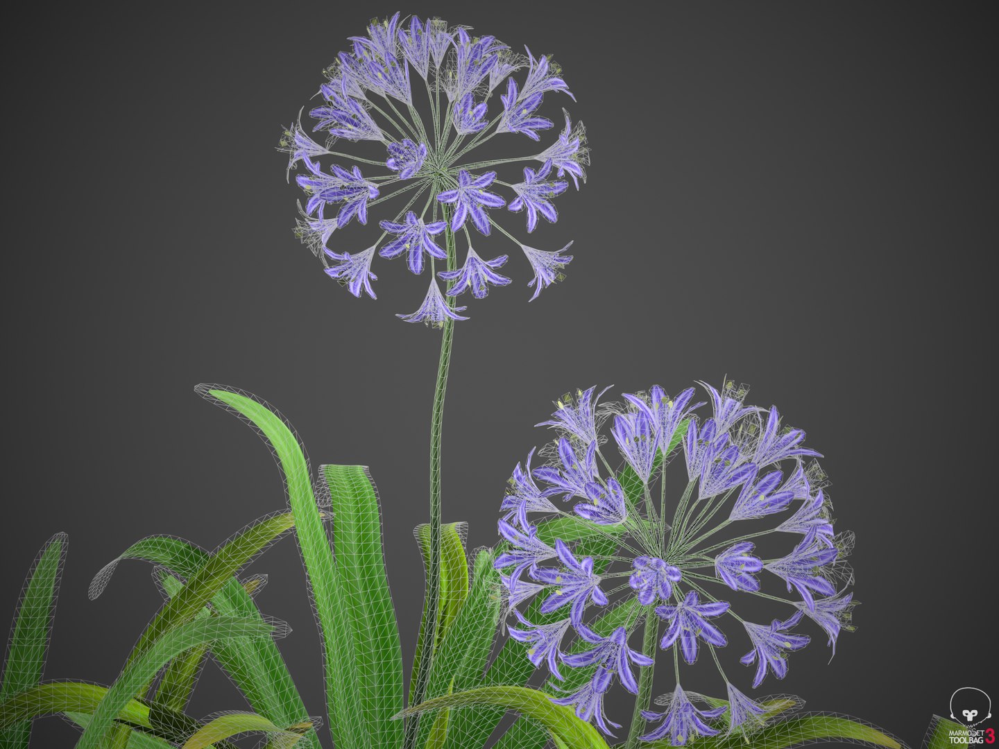 XfrogPlants Agapanthus 3D model - TurboSquid 1719378