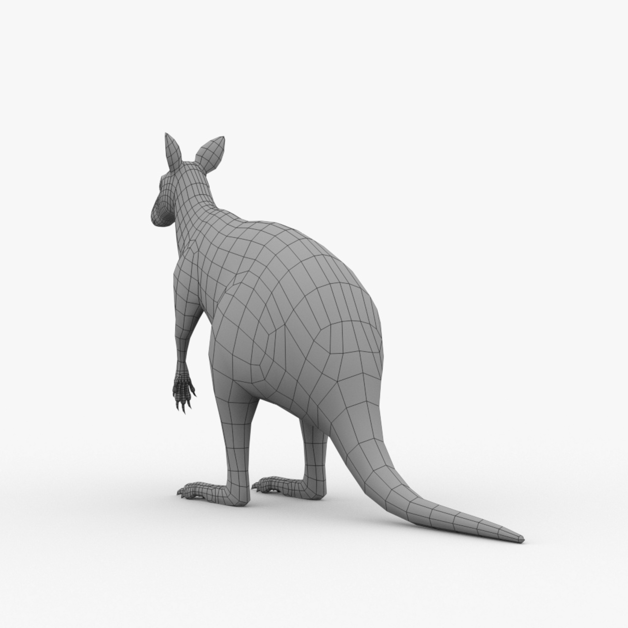 3D kangaroo basemesh model - TurboSquid 2006950